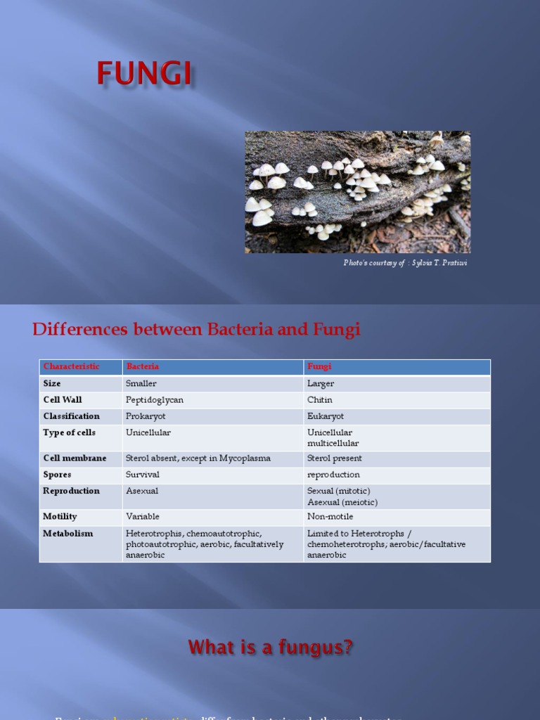 Lecture Fungi 2022 Pdf Fungus Yeast