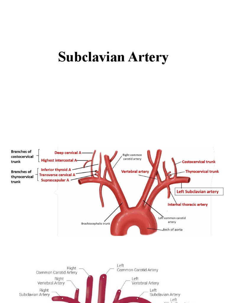 anatomy-review-pdf