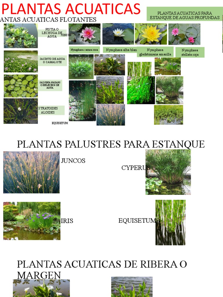 Tipos de Plantas Acuáticas y Nombres | PDF