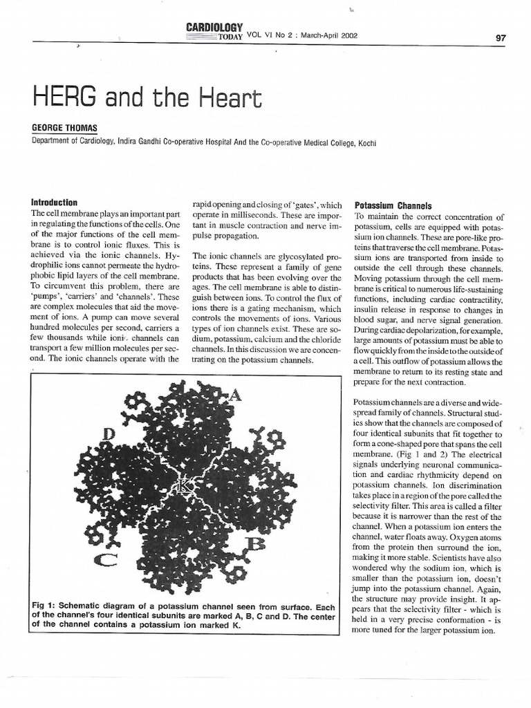 HERG and The Heart | PDF