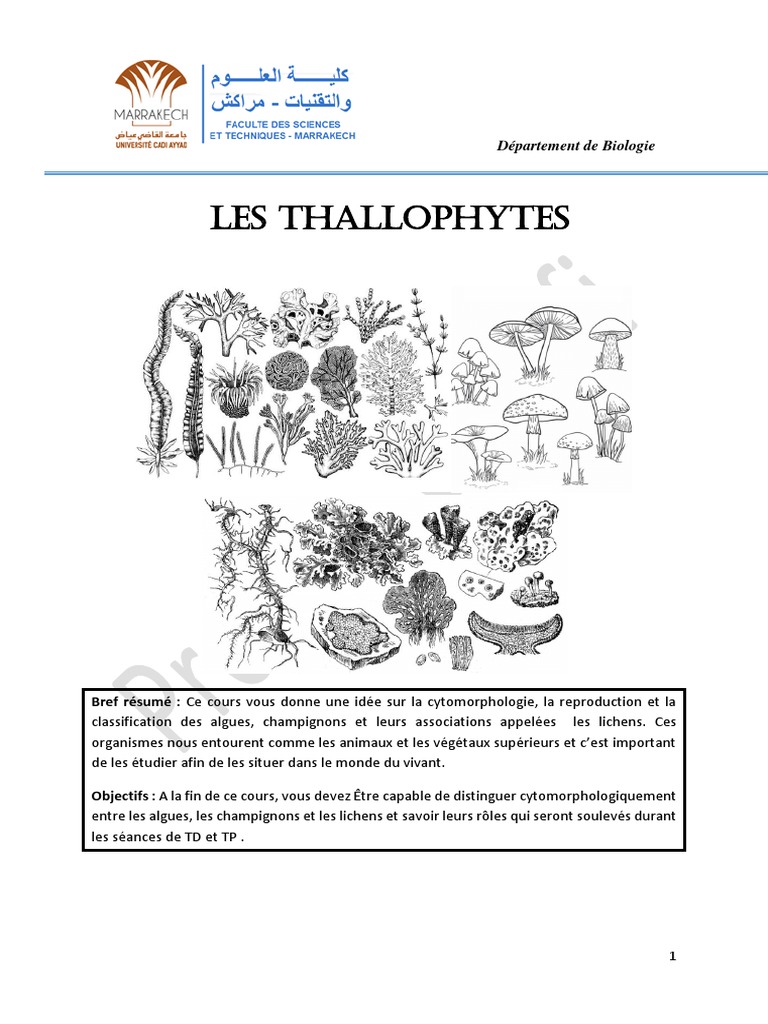 Planches Thallophyte | PDF | Spore | Algue