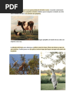 Ciclo de Vida de La Vaca | PDF | Vacas | Leche