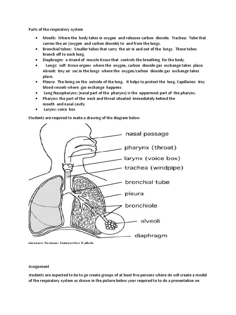 Respiratory System Components & Functions | PDF | Language Arts ...