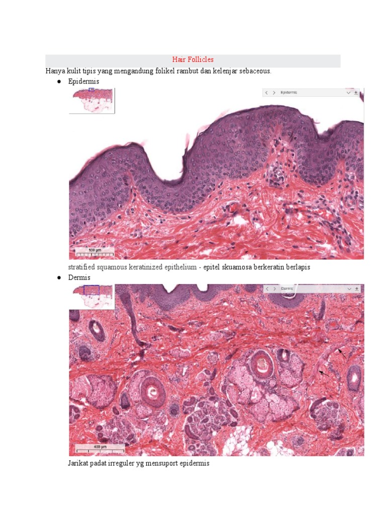 Ringkasan Histo SKin (1) - Compressed | PDF