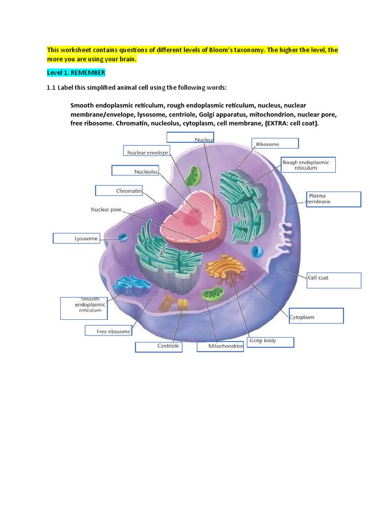 Cell Structure Worksheet 1 Bloom Taxonomy | PDF | Endoplasmic Reticulum ...