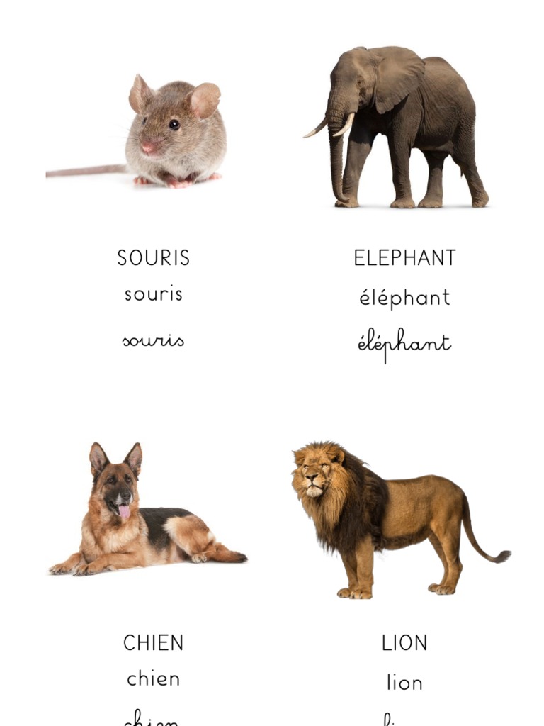 La Sieste de Moussa Lexique | PDF