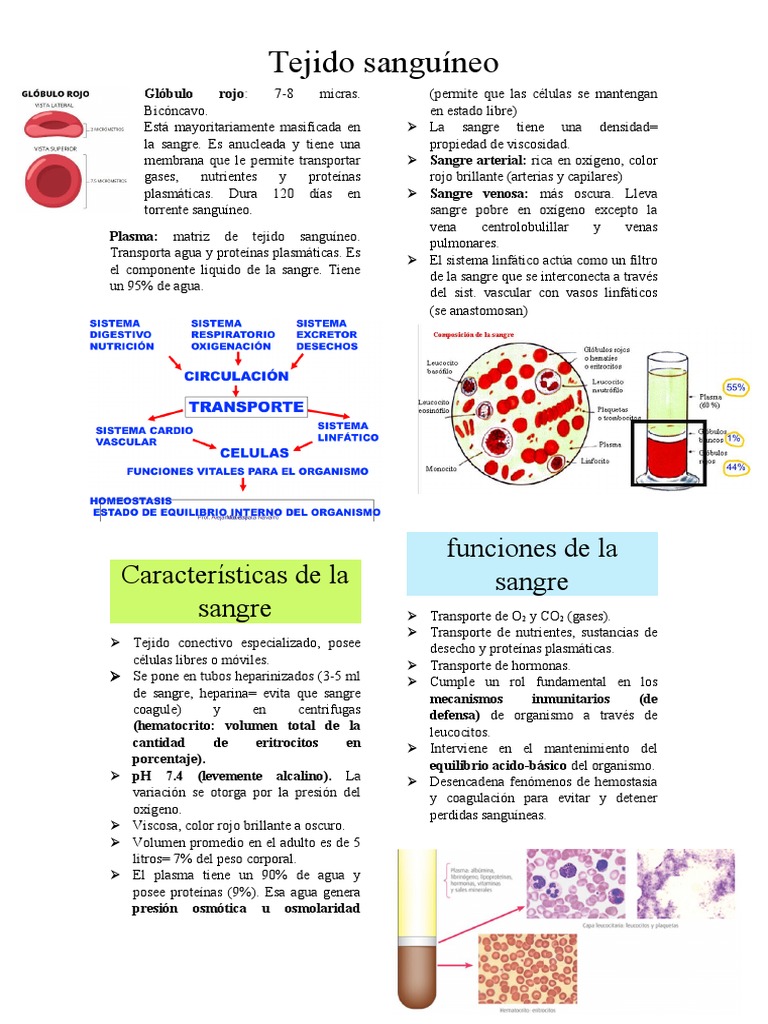 Tejido Sanguineo | PDF | Sangre | Plaqueta