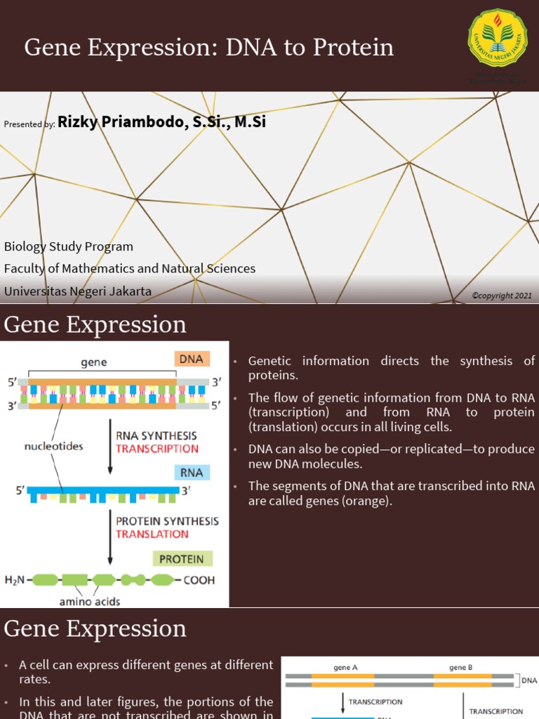Ekspresi Gen - Bruce Albert (SEND) | PDF | Messenger Rna | Rna