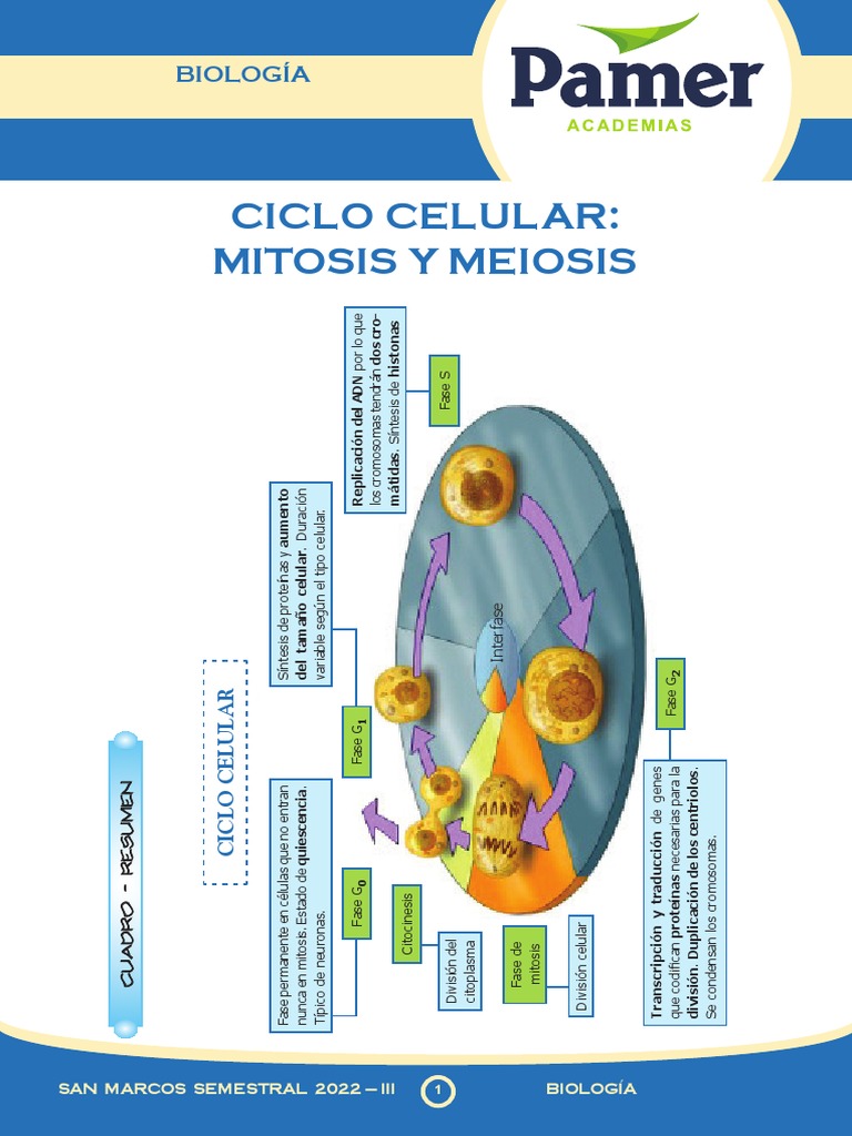 BIOLOGÍA - S6 - Ciclo Celular. Mitosis y Meiosis | PDF | Mitosis | Mitosis