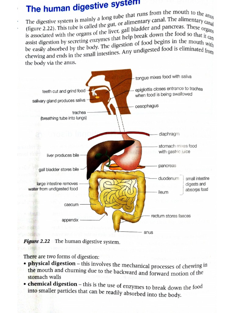 Science The Human Digestive System | PDF