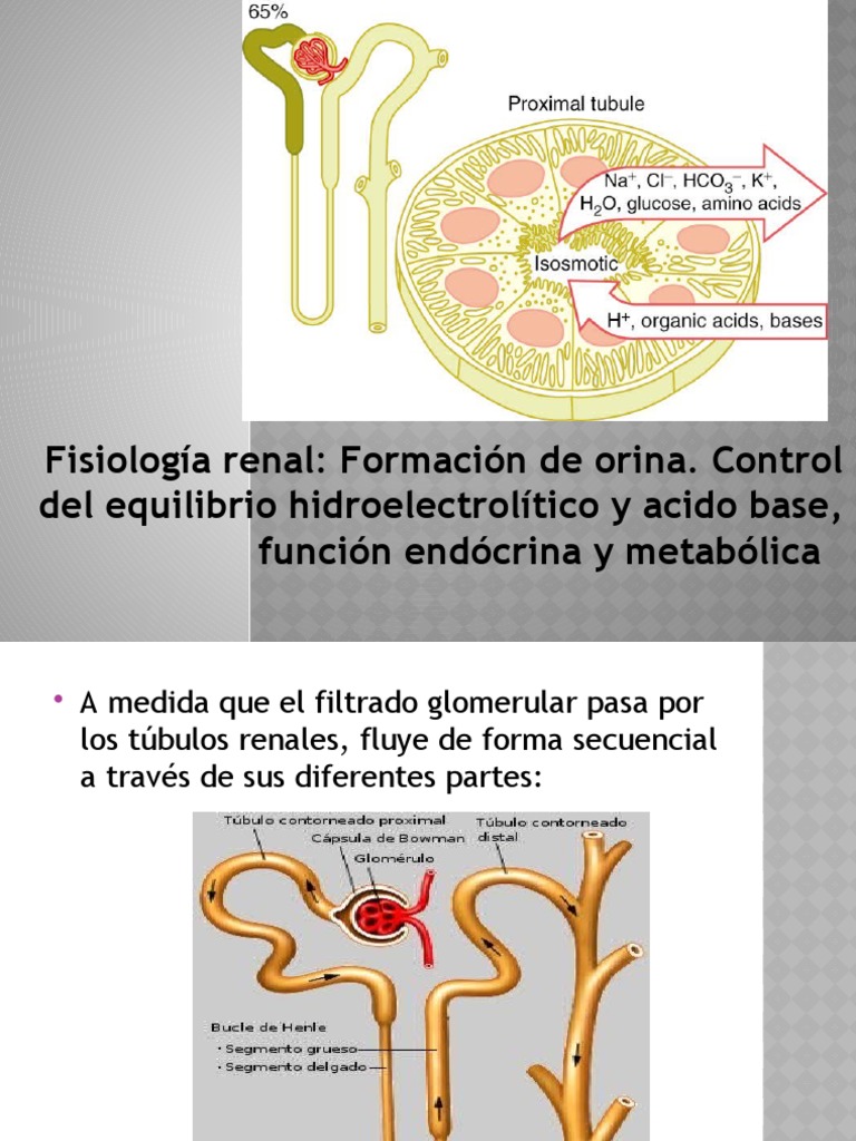 Fisiología Renal. Formación de Orina | PDF | Órgano (anatomía) | Química