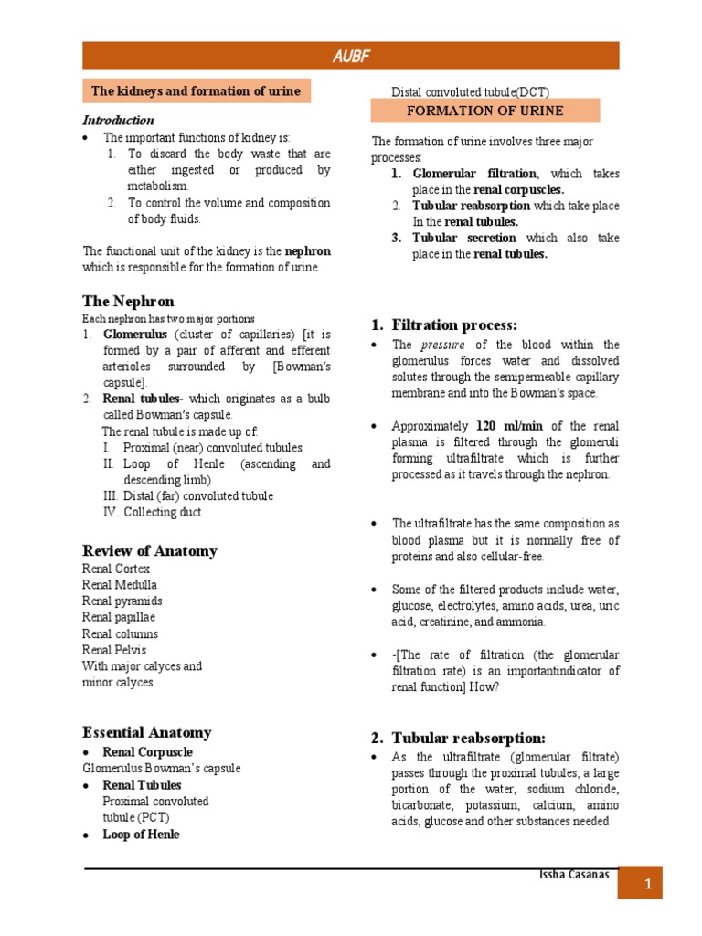 AUBF | PDF | Kidney | Urinary System