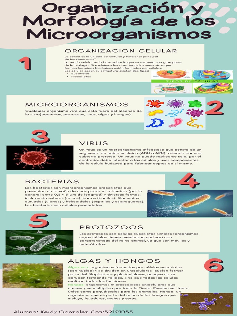 Infografía Sobre La Organizacion y Morfologia de Los Microorganismos ...