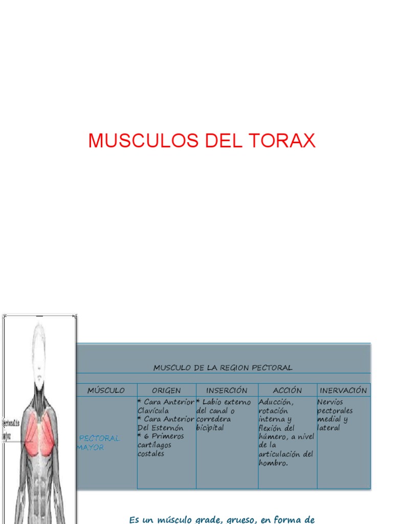 Músculos del Tórax: Función y Estructura | PDF | Tórax | Vértebra
