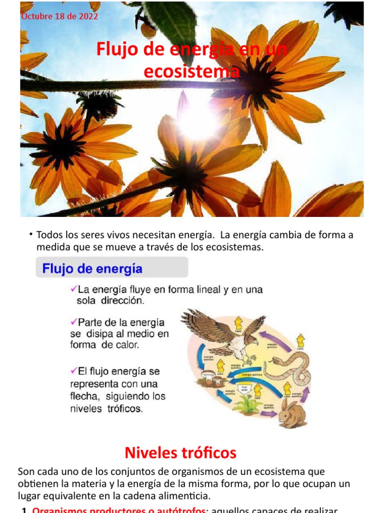 Flujo de Energía en Un Ecosistema | PDF | Red alimentaria | Entorno natural