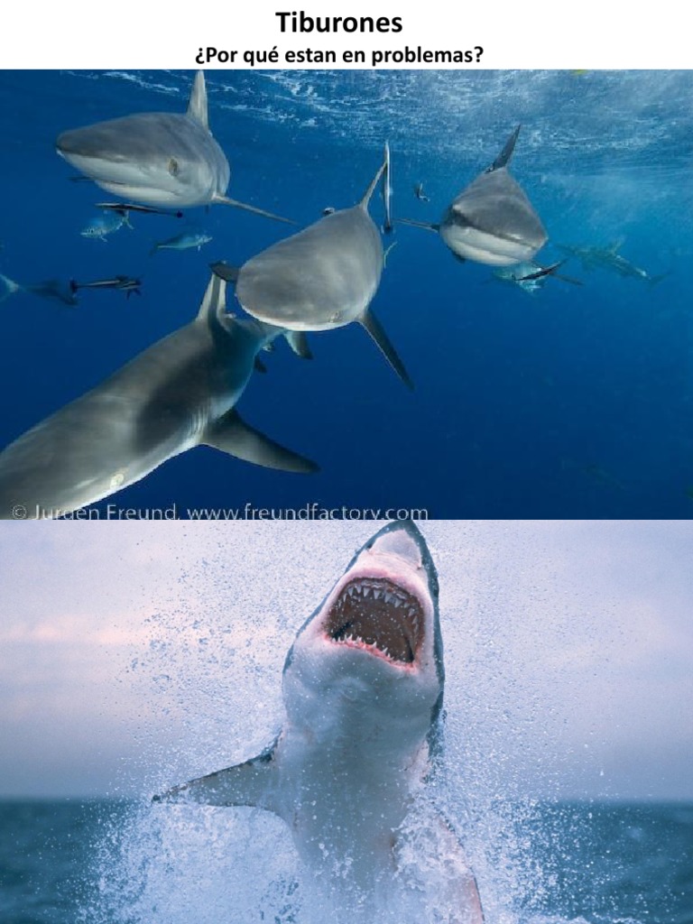 Amenazas y manejo de tiburones | PDF | Tiburones | Pescado