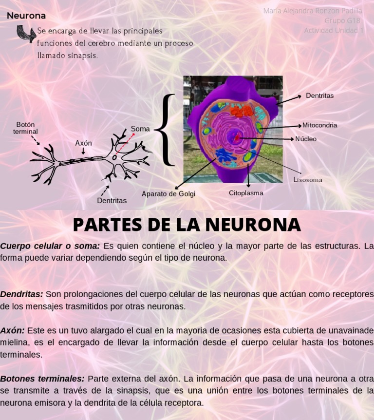 Partes y funciones de la neurona | PDF