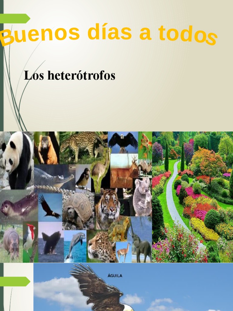 Heterótrofos: Definición y Tipos | PDF