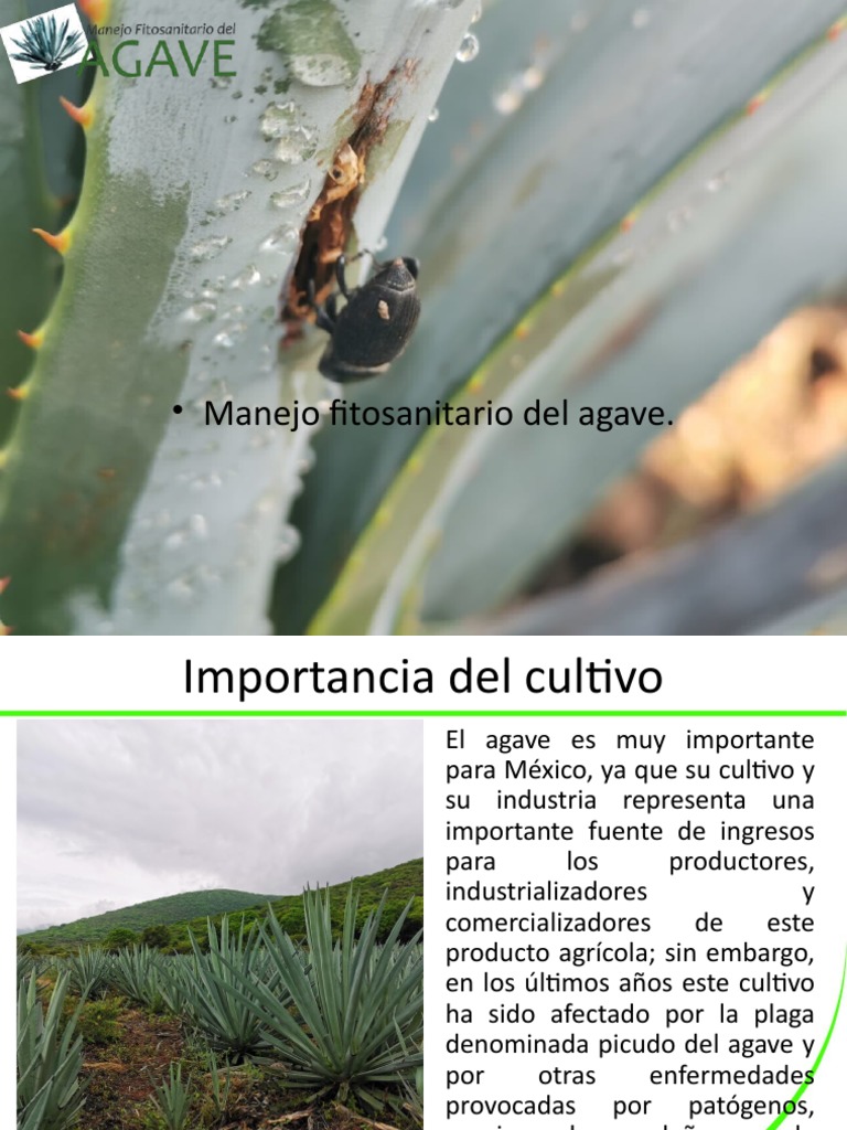 Manejo Fitosanitario Agave | PDF
