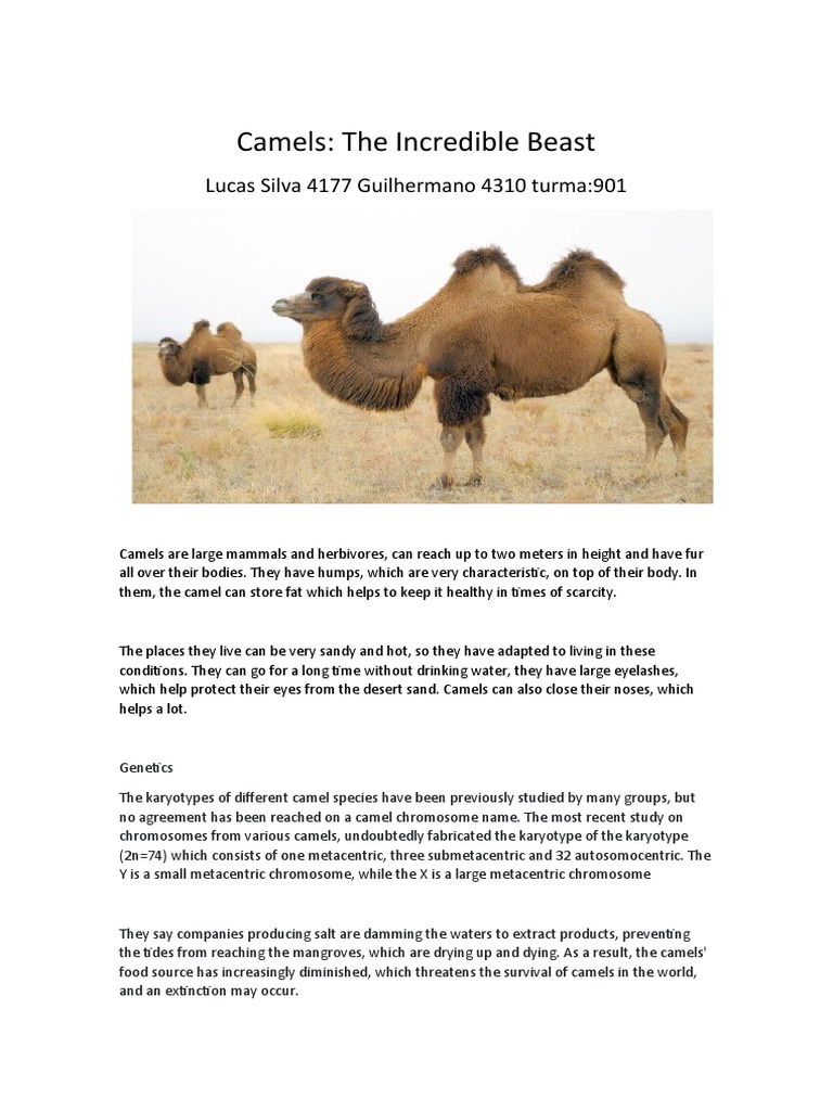 Camels | PDF | Science & Mathematics