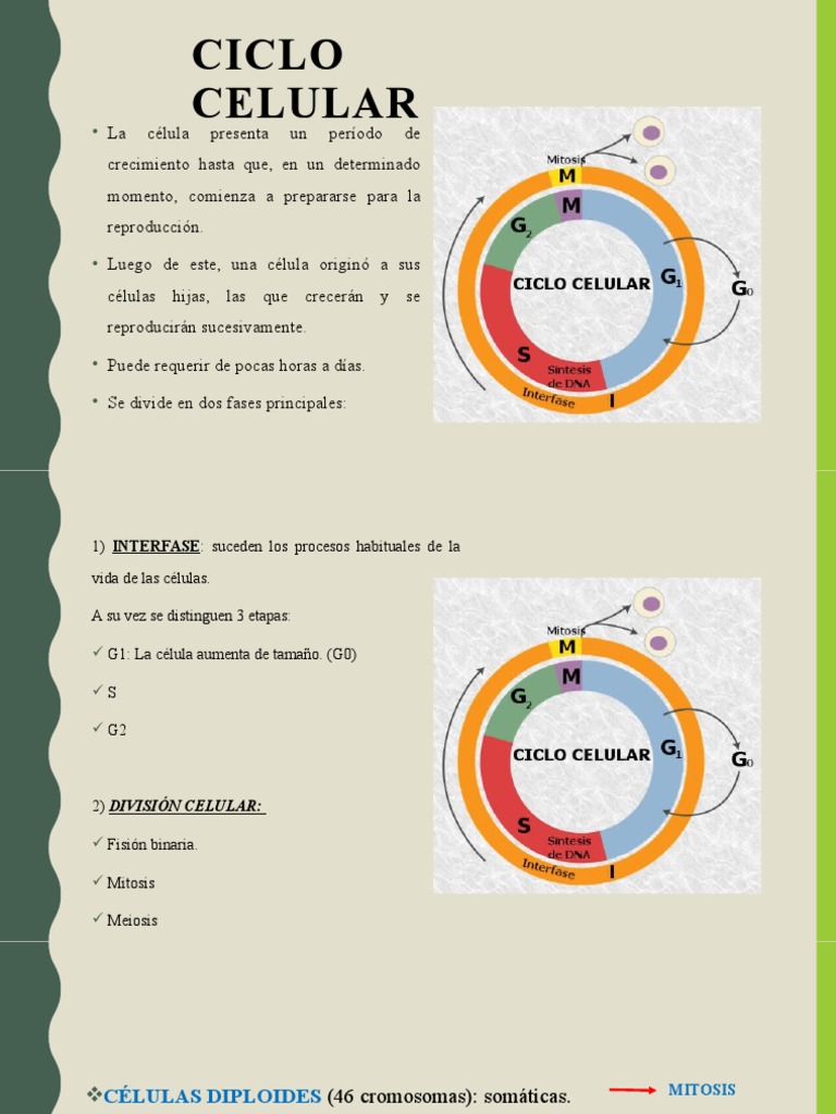 Ciclo Celular | PDF | Ciencia y matemáticas