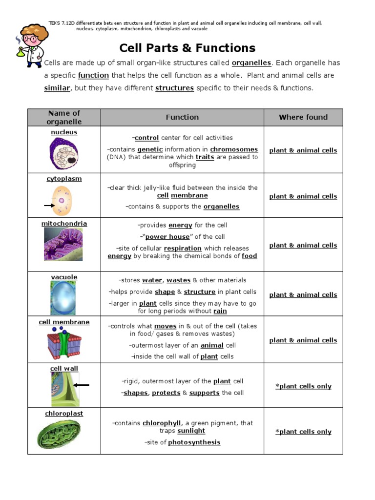 Cell Parts and Functions | PDF | Cell (Biology) | Chloroplast
