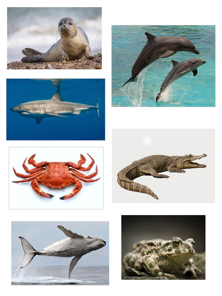 Animales Acuaticos | PDF