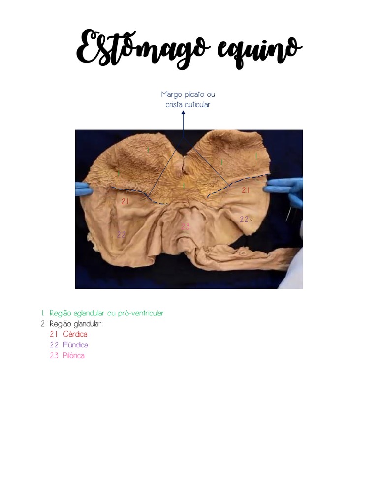 Anatomia do sistema digestório equino | PDF | Trato gastrointestinal ...