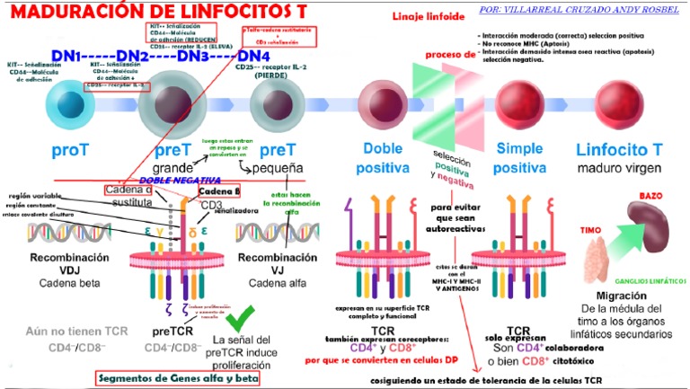 Maduración Linfocito T | PDF