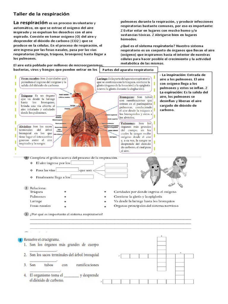 Taller de La Respiración | PDF
