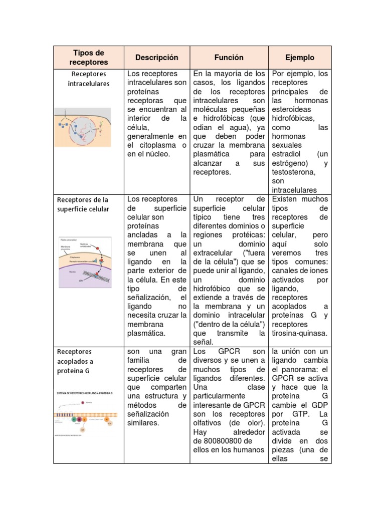 Tipos de Receptores Celulares | PDF | Receptor (Bioquímica) | Biotecnología