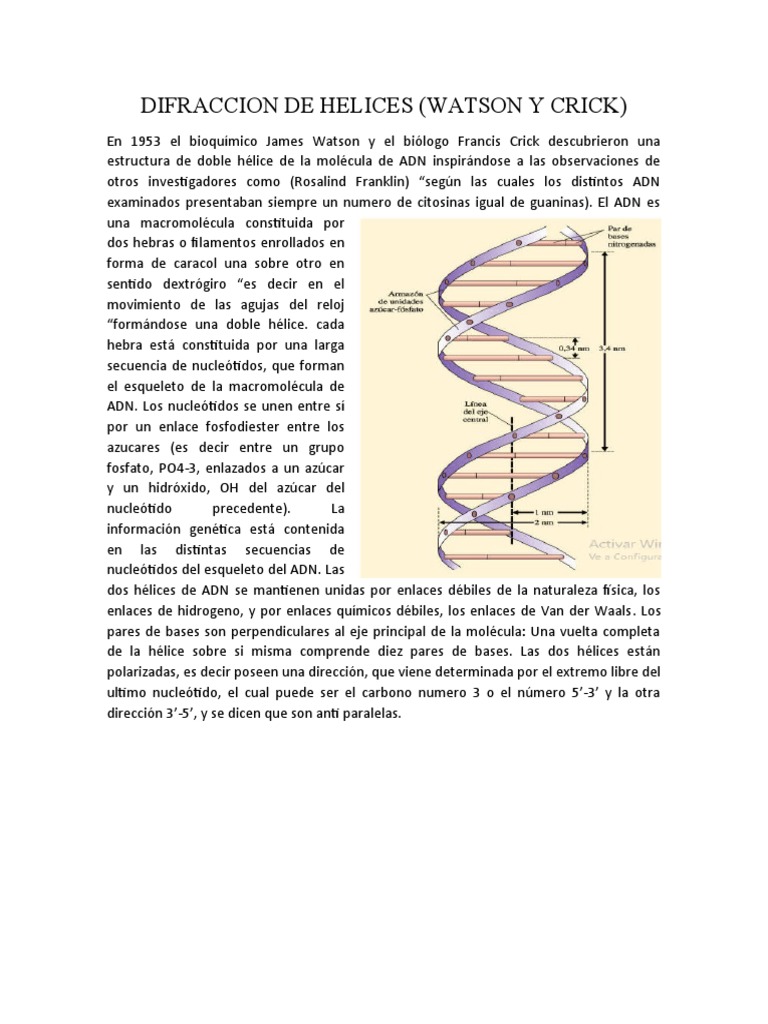 El descubrimiento de la estructura de doble hélice del ADN por Watson y Crick en 1953 | PDF