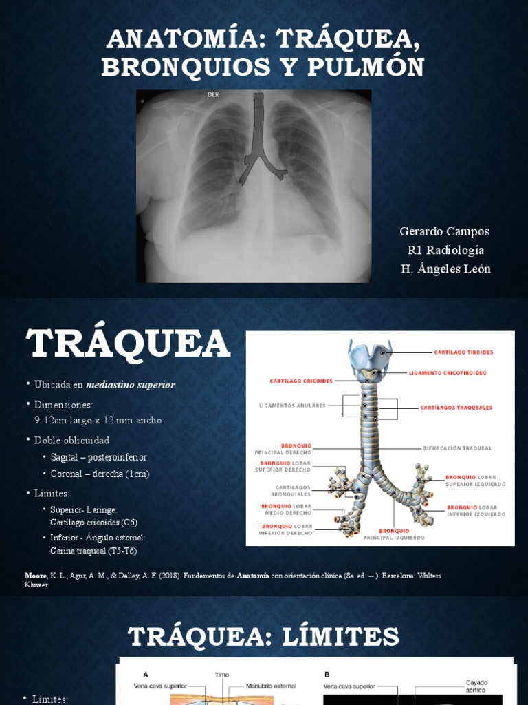 Anatomía Tráquea, Bronquios y Pulmones | PDF | Laringe | Pulmón