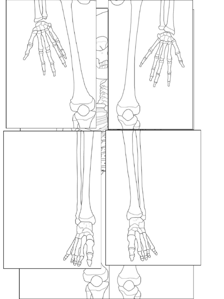 Esqueleto Humano | PDF