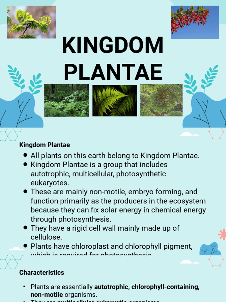 Kingdom Plantae | PDF | Plants | Biological Processes