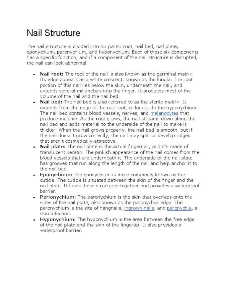 The Six Components of Nail Structure and Their Functions | PDF