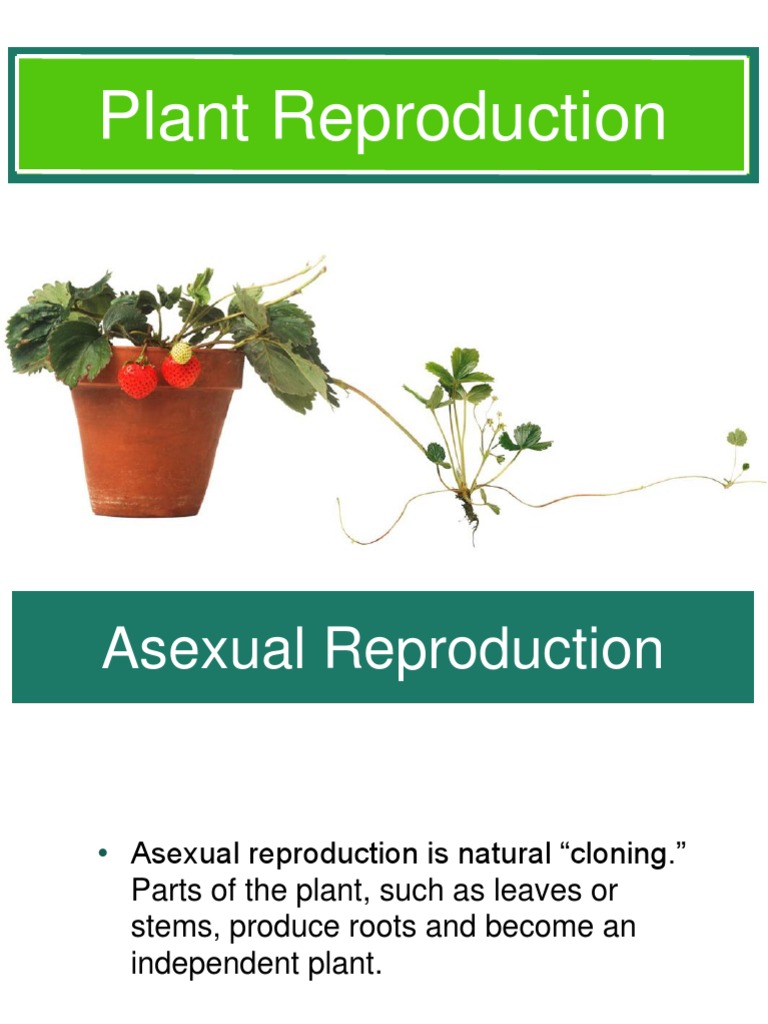 Plant Reproduction: Asexual vs Sexual (39 | PDF | Sexual Reproduction ...