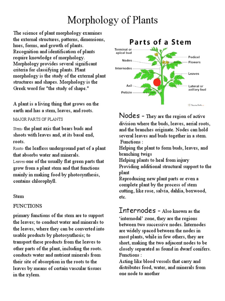 Morphology of Plants | PDF | Leaf | Root