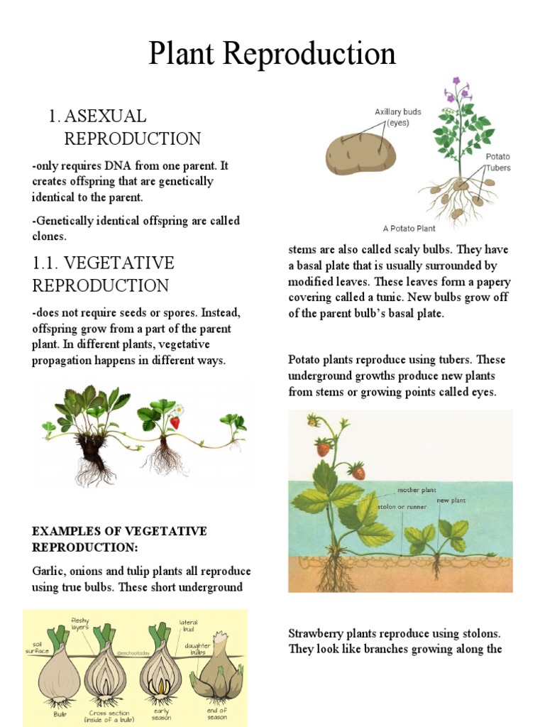 Plant Reproduction | PDF | Plant Reproduction | Reproduction