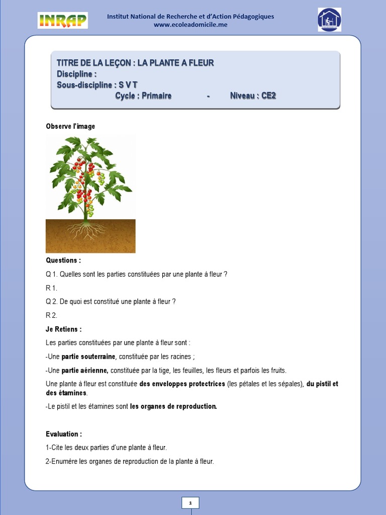 S V T - Ce2 - La Plante A Fleur | PDF | Sciences et mathématiques