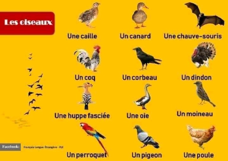 Les Oiseaux | PDF