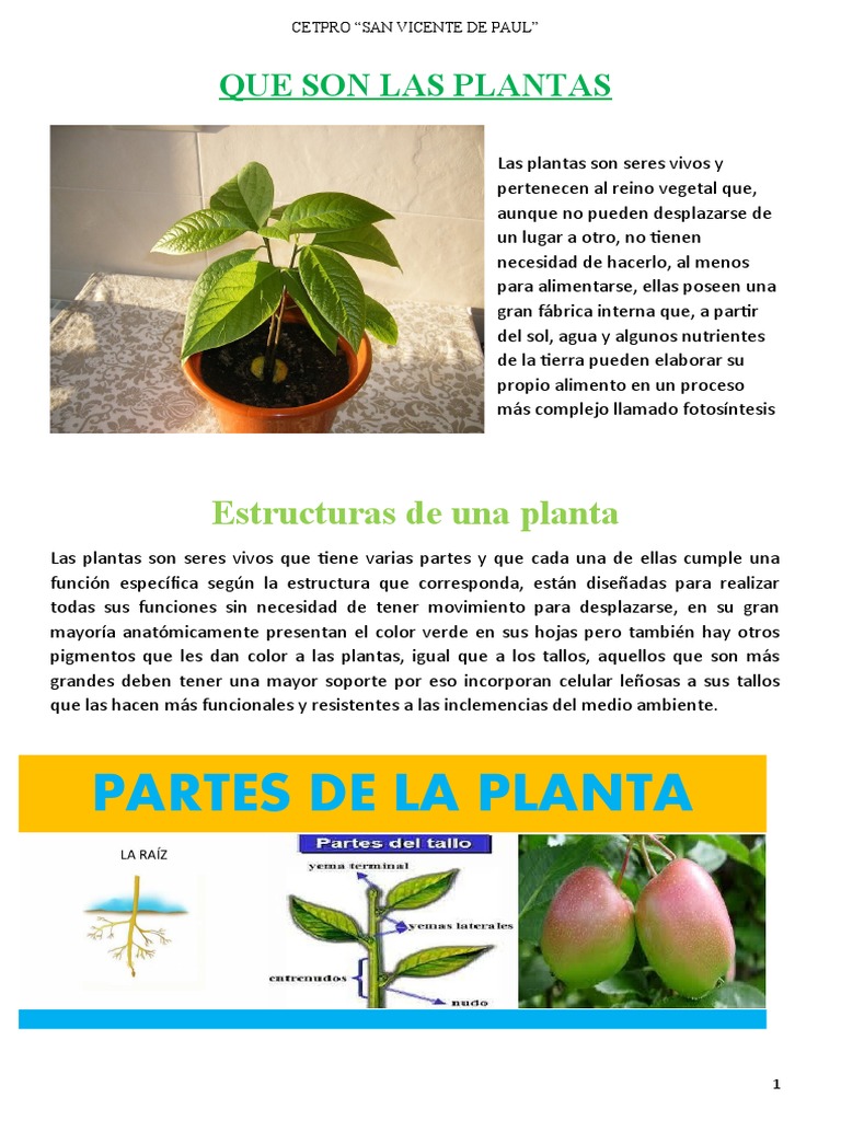 Las Plantas | PDF