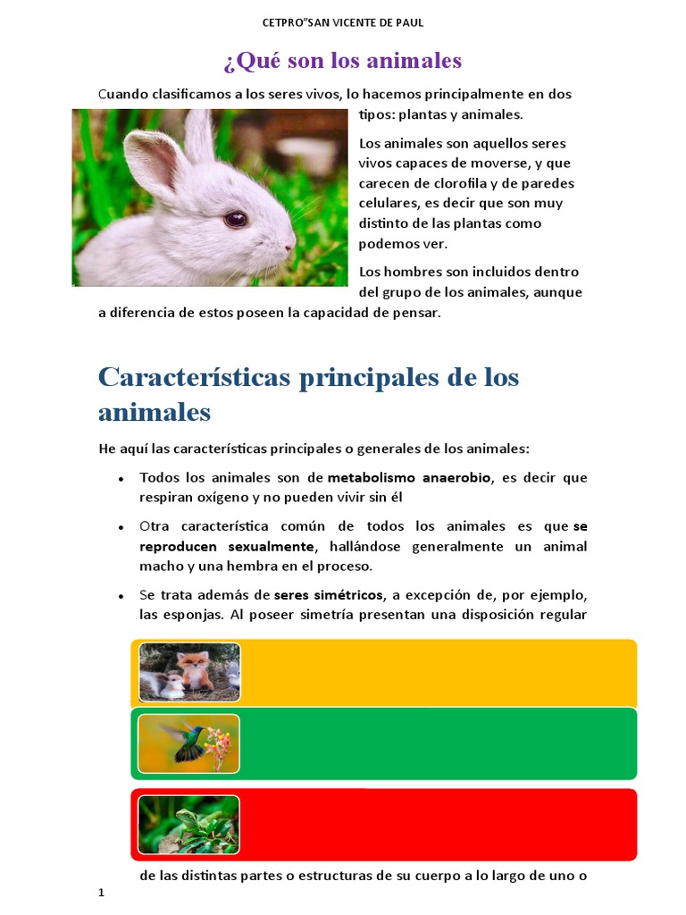 Estructuras De Plantas Y Animales 220+ Diagramas De Animales Y Las