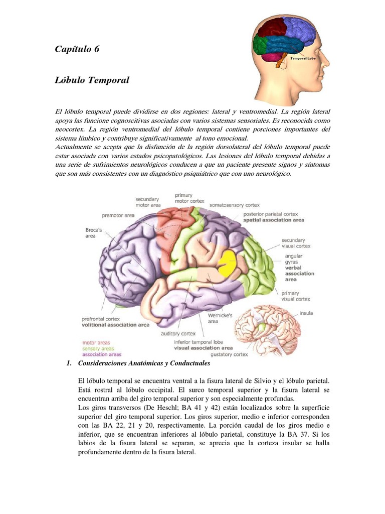 Capítulo 6 Lobulo Temporal 09-06si | PDF | Lóbulo temporal | Corteza Insular