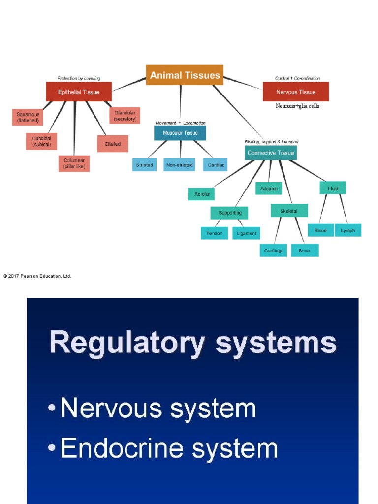 Nervous System-2022-23 Asi̇st | PDF | Nervous System | Neuron