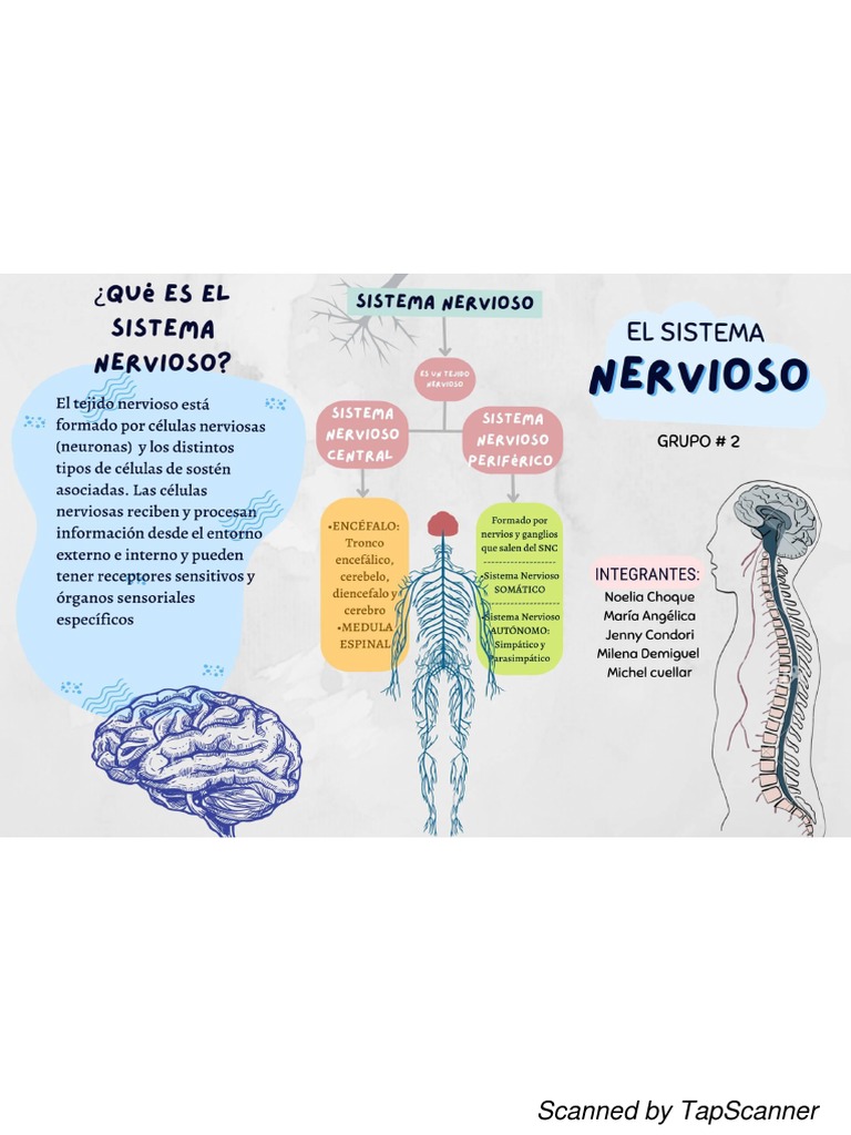 Tríptico Sistema Nervioso | PDF