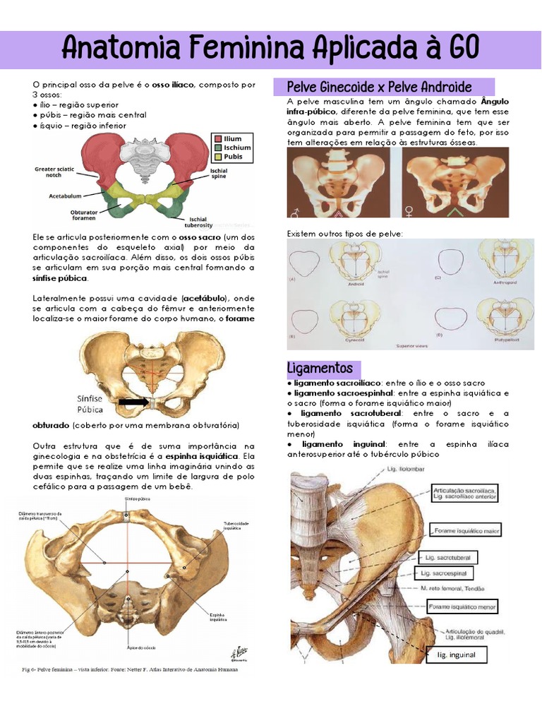 Anatomia da Pelve Feminina e Estruturas | PDF | Pélvis | Seio