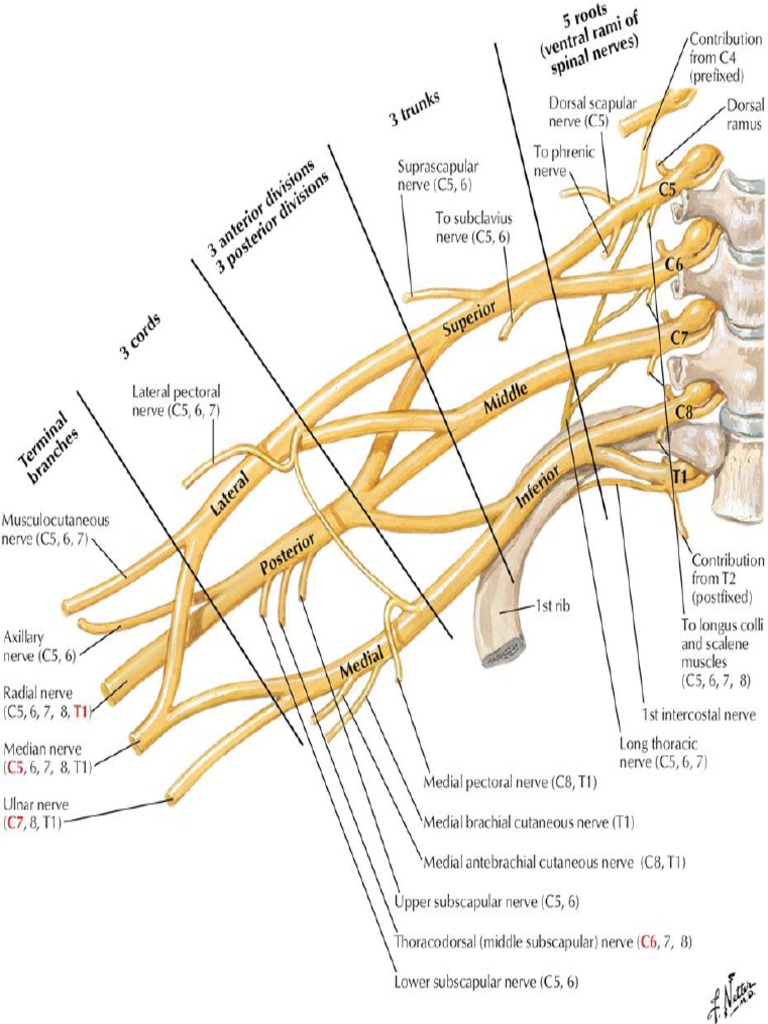 Plexus Brachialis Fasciculus Nerves and Truncus | PDF