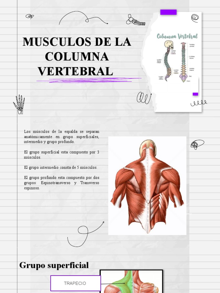 Musculos de La Columna Vertebral | PDF | La columna vertebral | Vértebra