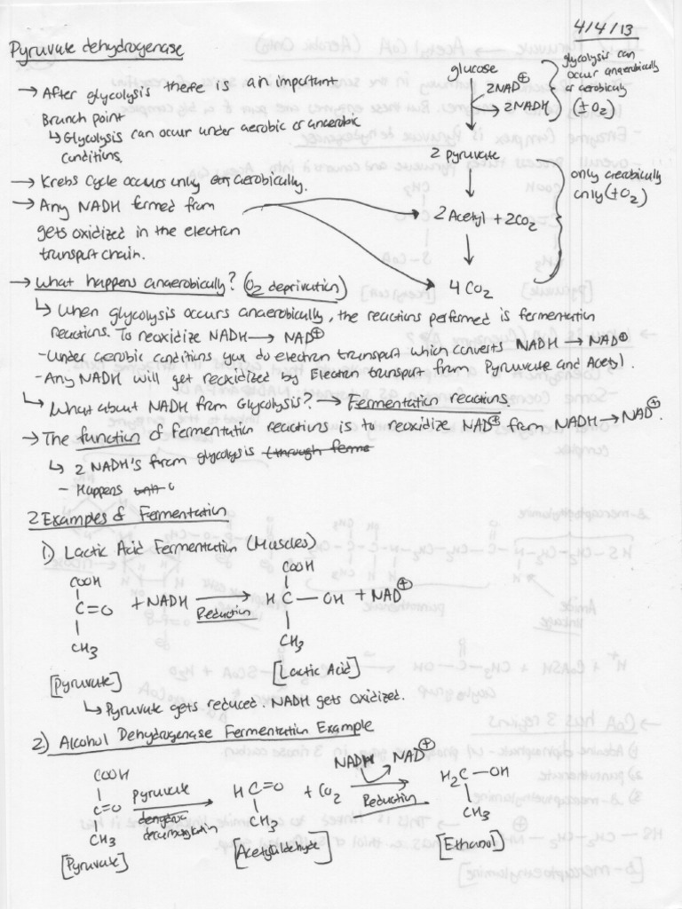 Exam 3 Notes (2021 - 02 - 17 01 - 42 - 30 UTC) | PDF